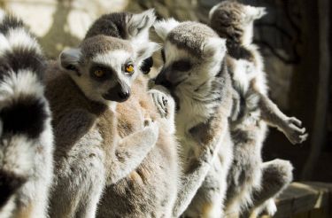 Lemur - New World Encyclopedia