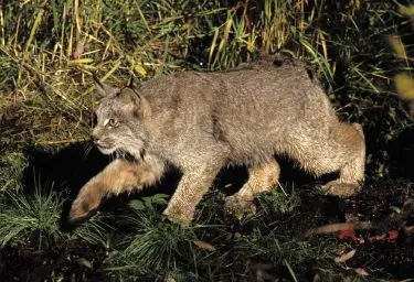 Lynx - New World Encyclopedia