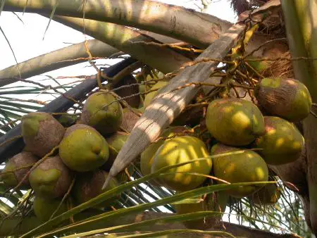 Coconut - New World Encyclopedia