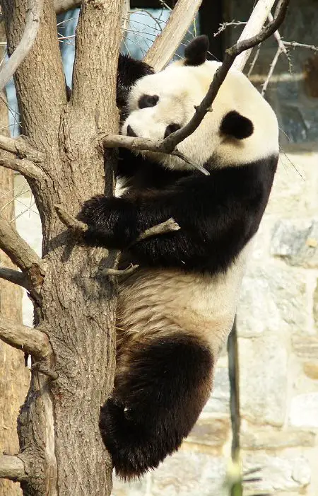 Panda - New World Encyclopedia