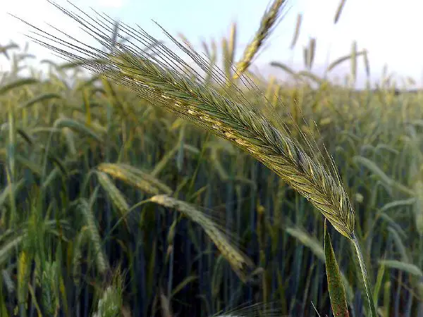 Rye - New World Encyclopedia