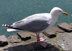 Gull - New World Encyclopedia