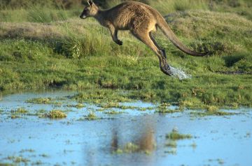 Kangaroo - New World Encyclopedia