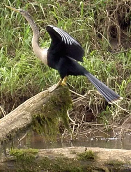 Anhinga - New World Encyclopedia