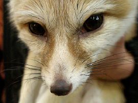 Fennec - New World Encyclopedia