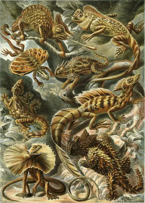 Lizard - New World Encyclopedia