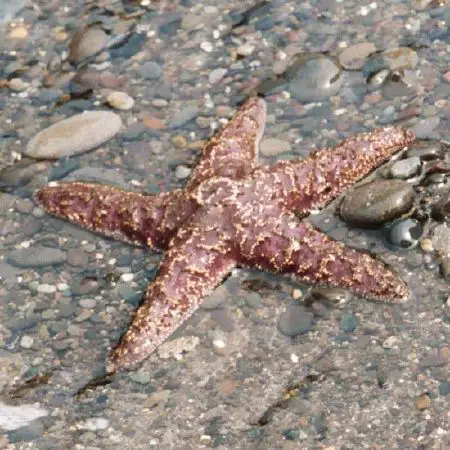 Starfish - New World Encyclopedia
