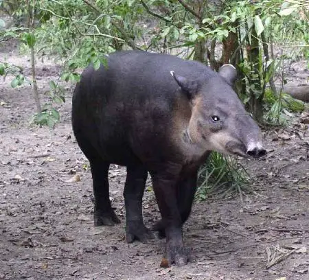 Ungulate - New World Encyclopedia