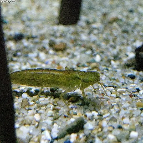 Dragonfly - New World Encyclopedia