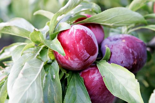 Plum - New World Encyclopedia