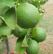 Lime (fruit) - New World Encyclopedia