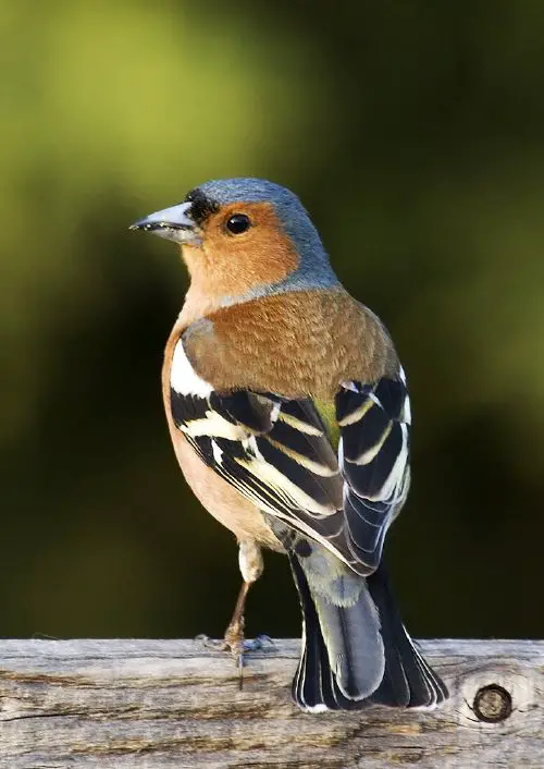 Finch - New World Encyclopedia