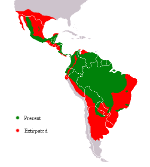 Jaguar - New World Encyclopedia