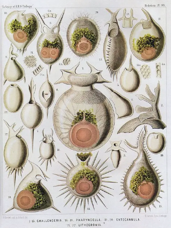 Radiolaria - New World Encyclopedia