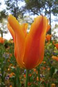 Tulip - New World Encyclopedia