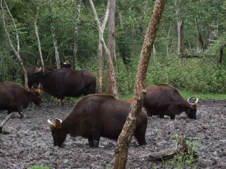 Gaur - New World Encyclopedia