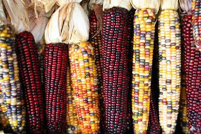 Maize - New World Encyclopedia