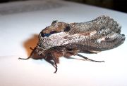 Moth - New World Encyclopedia