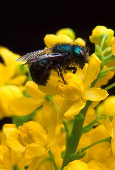 Bee - New World Encyclopedia