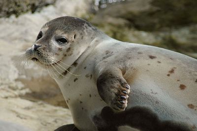 Earless seal - New World Encyclopedia