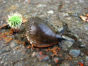 Slug - New World Encyclopedia