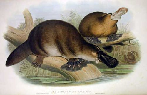 Platypus - New World Encyclopedia