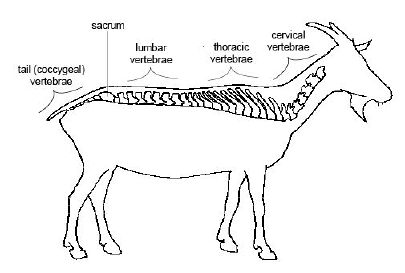 Vertebral column - New World Encyclopedia
