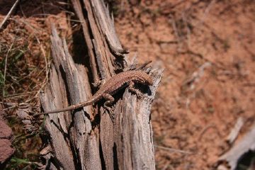 Arches National Park - New World Encyclopedia