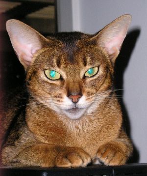 Abyssinian (cat) - New World Encyclopedia