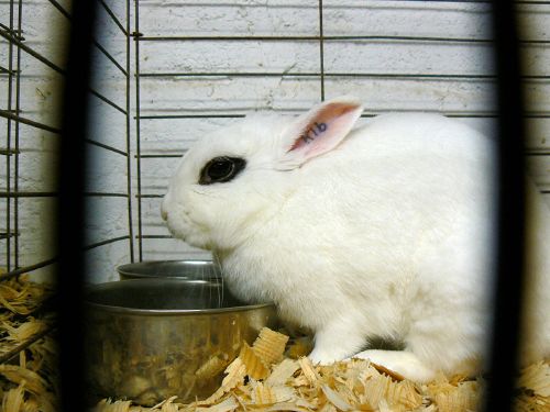 Rabbit - New World Encyclopedia