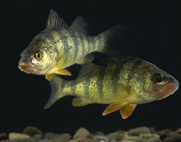 Perch - New World Encyclopedia