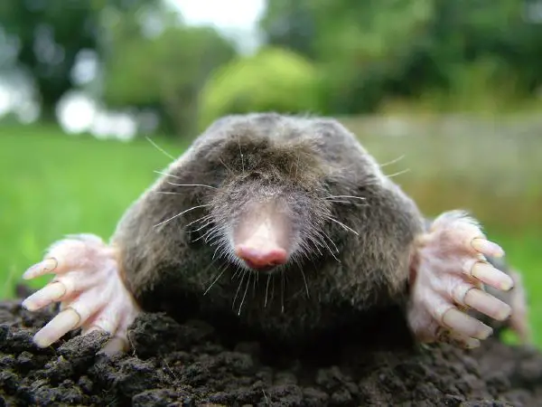 Mole (animal) - New World Encyclopedia