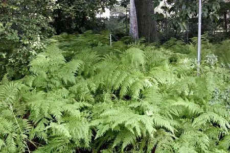 Fern - New World Encyclopedia