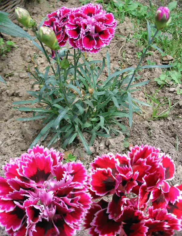 Carnation - New World Encyclopedia