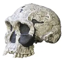 Homo habilis - New World Encyclopedia