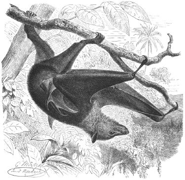 Megabat - New World Encyclopedia