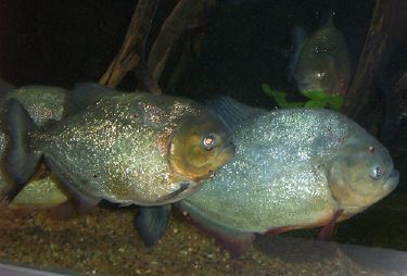 Piranha - New World Encyclopedia