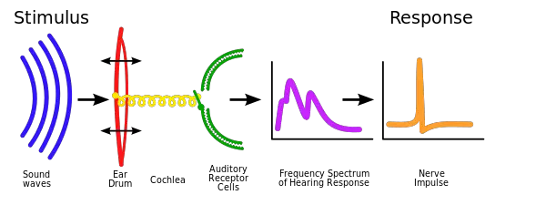 Hearing (sense) - New World Encyclopedia