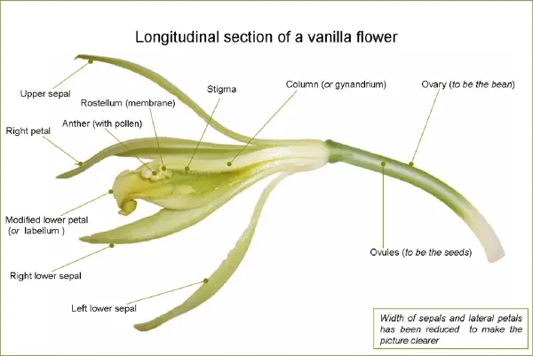 Vanilla - New World Encyclopedia