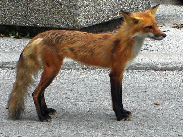 Fox - New World Encyclopedia