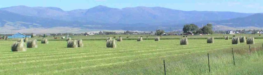 Hay - New World Encyclopedia