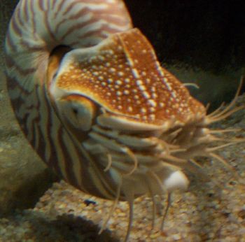 Nautilus - New World Encyclopedia