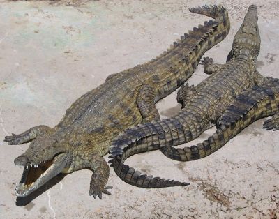 Crocodile - New World Encyclopedia
