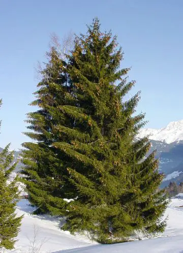 Spruce - New World Encyclopedia