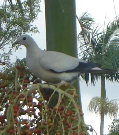 Columbidae - New World Encyclopedia