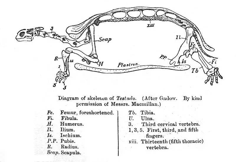 Tortoise - New World Encyclopedia