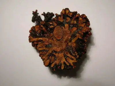 Alder - New World Encyclopedia