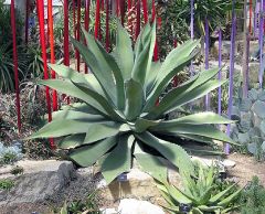 Agave - New World Encyclopedia