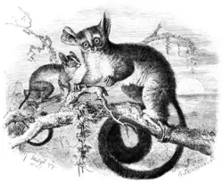 Galago - New World Encyclopedia