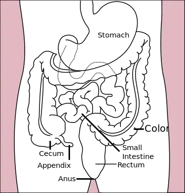 Veriform appendix - New World Encyclopedia